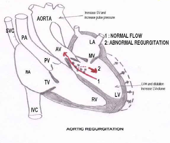 usmle